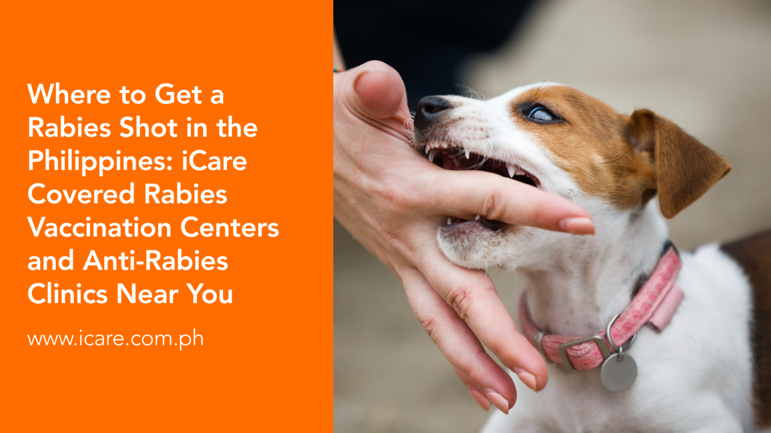 Where to Get a Rabies Shot in the Philippines with iCare